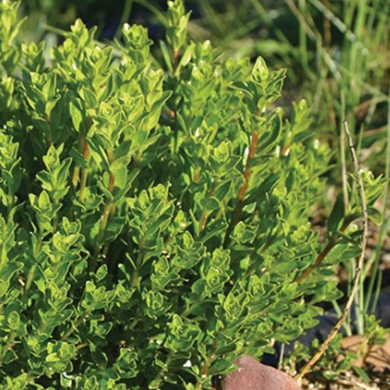 Agathosma betulina/Buchu - Intelezi Herbs