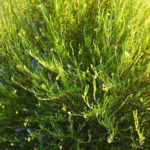 Aspalathus linearis – Rooibos - Intelezi Herbs
