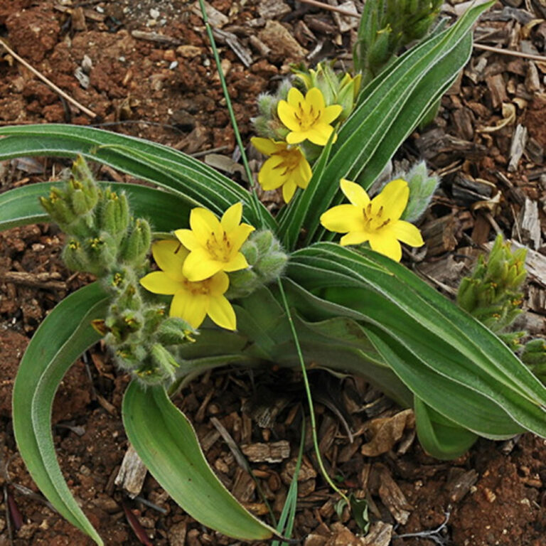 Hypoxis hemerocallidea/inkomfe/African Potato - Intelezi Herbs