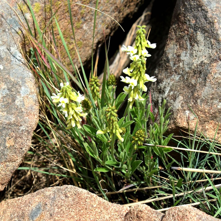 Eriosema- uQonsi - Intelezi Herbs
