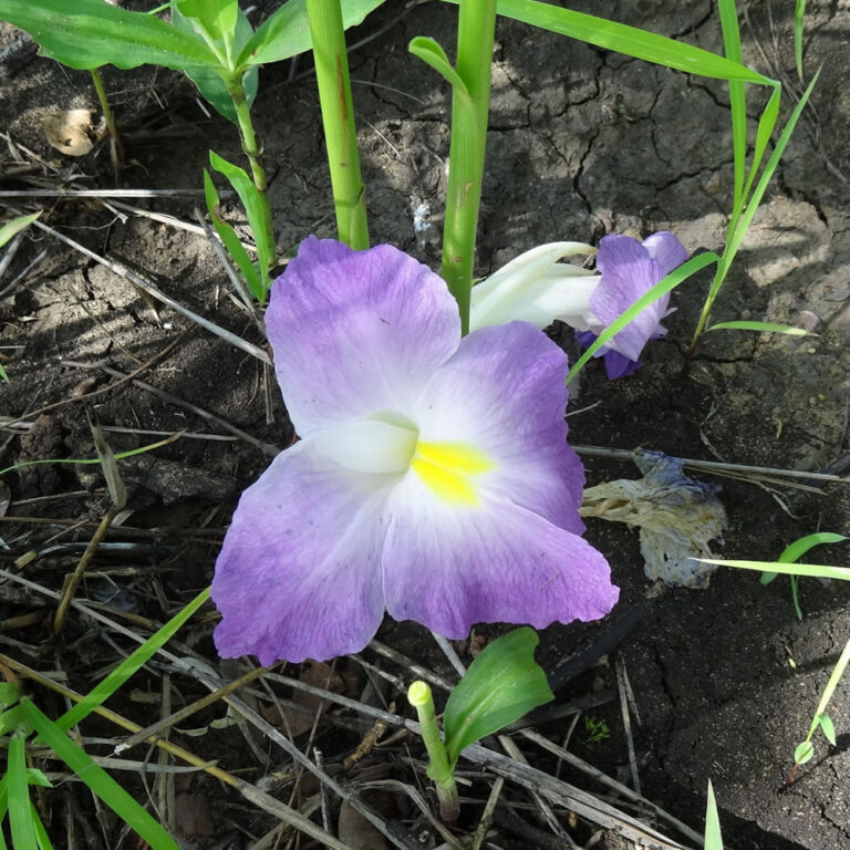 Siphonochilus aethiopicus/ Indungulo/isiphephetho/African ginger ...