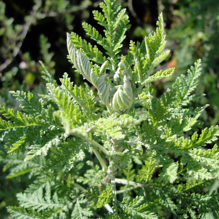 Artemisia afra – Wilde Els - Intelezi Herbs